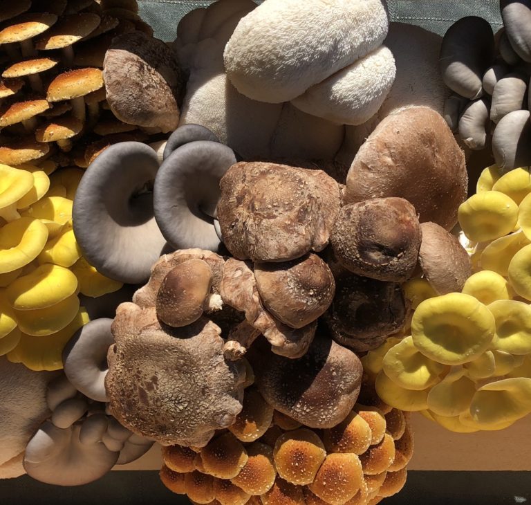 2026 Spring Mushroom CSA - 8 Shares - 1000 Stone Farm